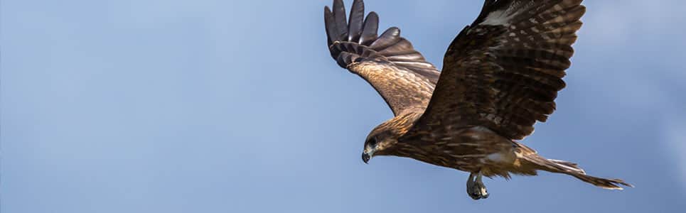 FOMC Voting Index shifts to the hawkish side